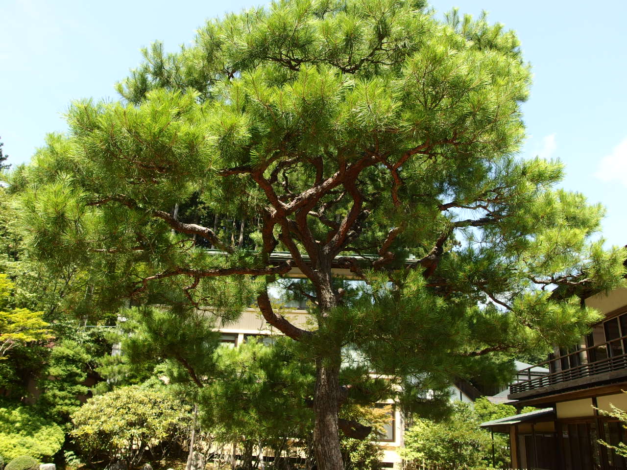 夏の風景 高野山 別格本山 西南院（さいなんいん）