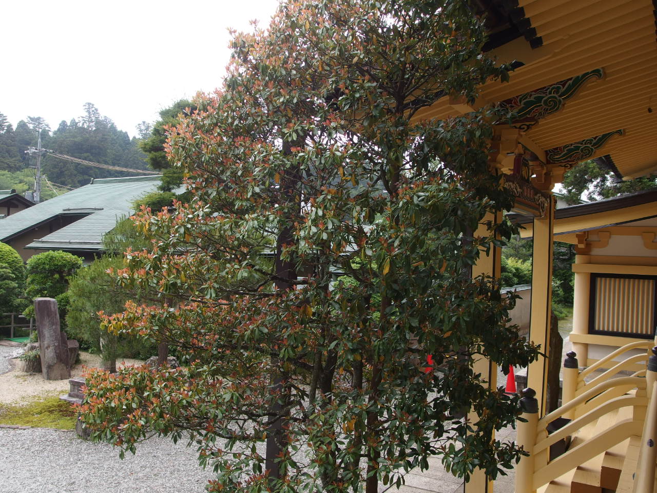 樒（しきみ）の新芽 高野山 別格本山 西南院（さいなんいん）