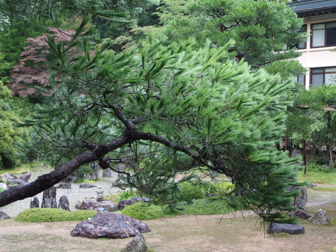 雨の日の松 高野山 別格本山 西南院（さいなんいん）